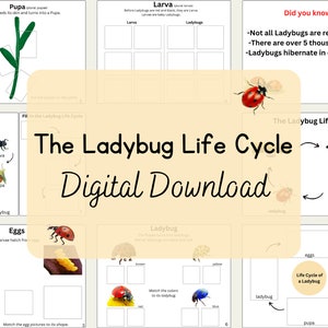 The Ladybug Life Cycle Digital Download Activity Learning Book for ELA ...