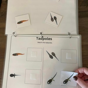 The Frog Life Cycle Digital Download Activity Learning Book for ELA ...
