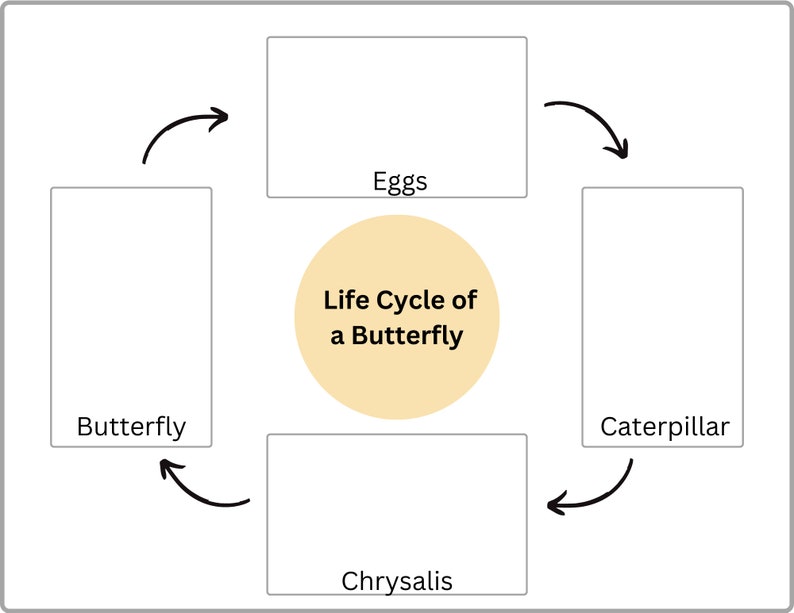 The Butterfly Life Cycle Digital Download Activity Learning Book for ...