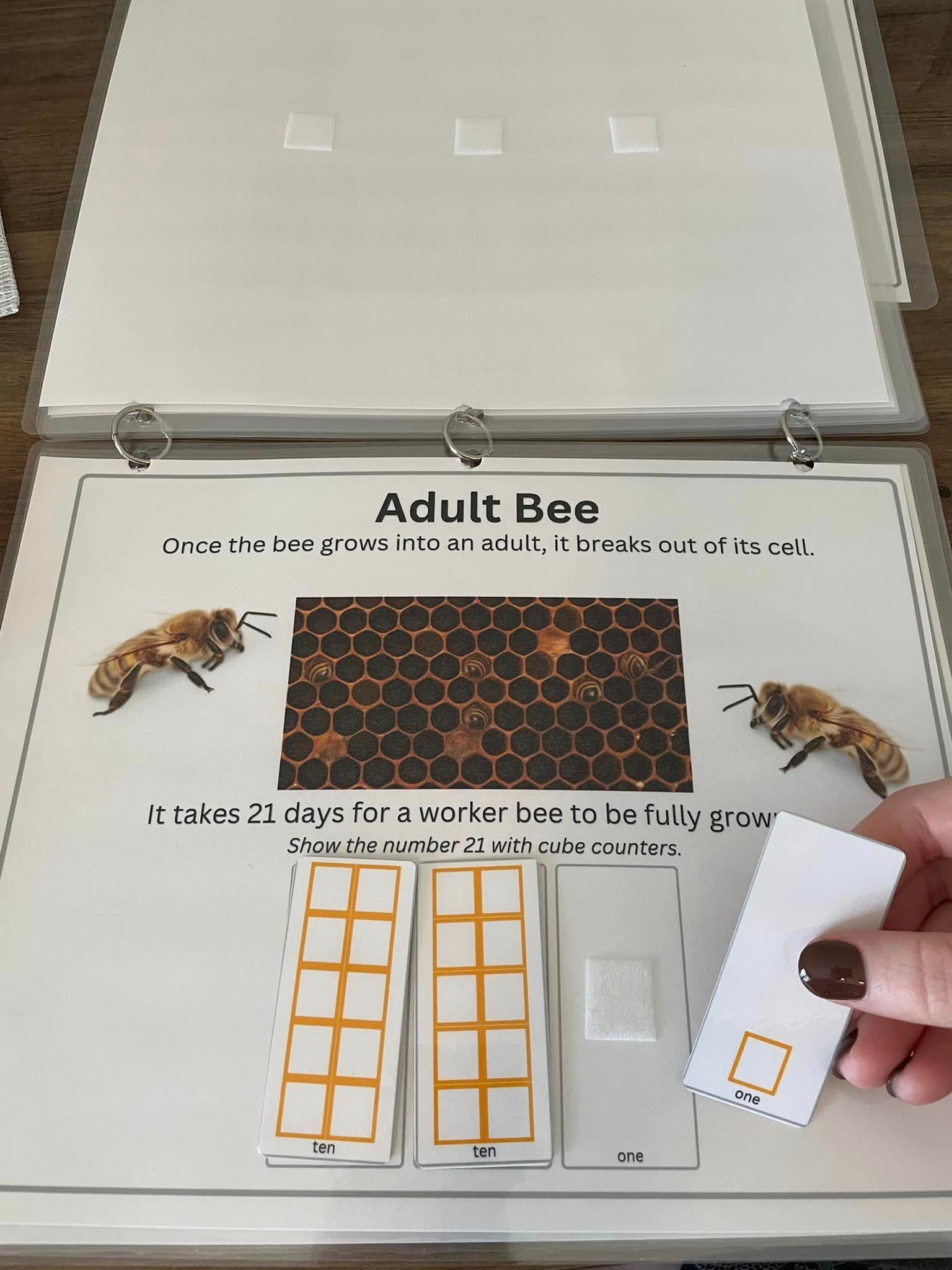 The Bee Life Cycle Digital Download Activity Learning Book for - Etsy