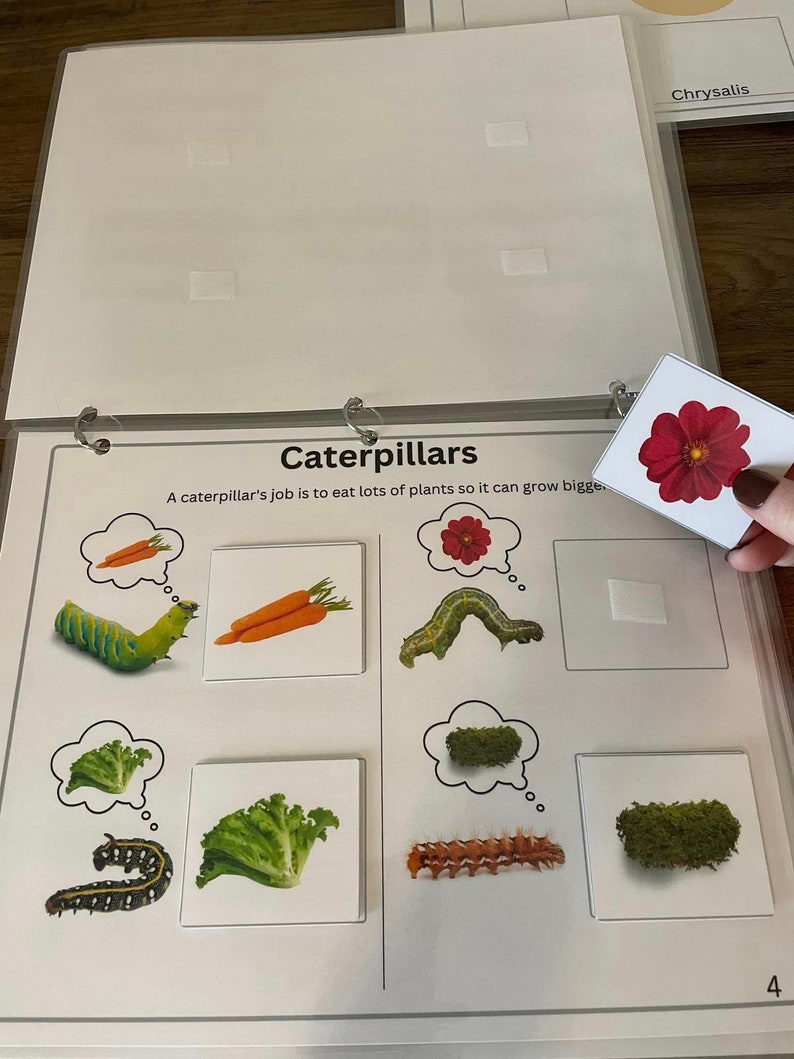 The Butterfly Life Cycle Digital Download Activity Learning Book for ...