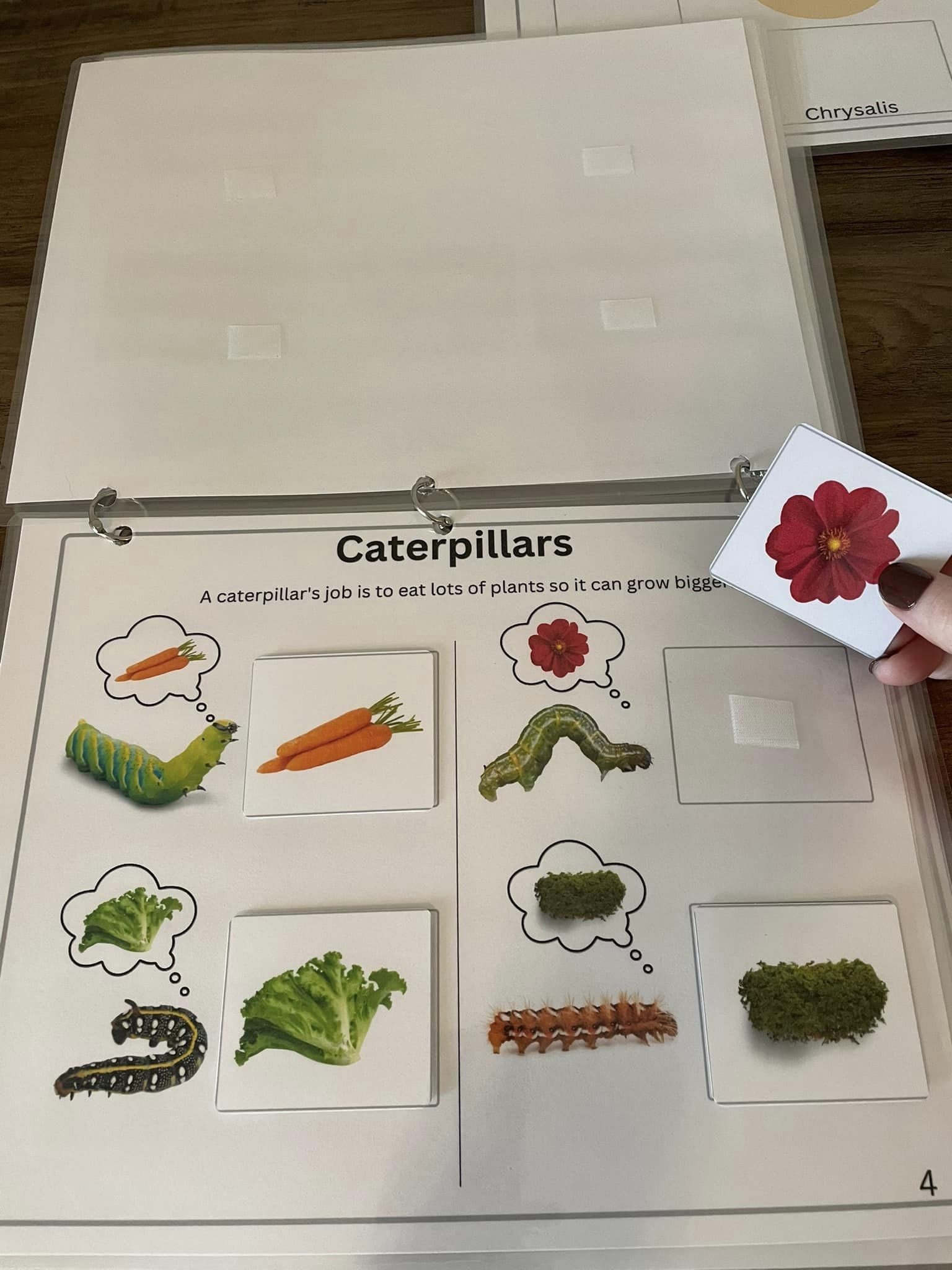 The Butterfly Life Cycle Digital Download Activity Learning Book for ...