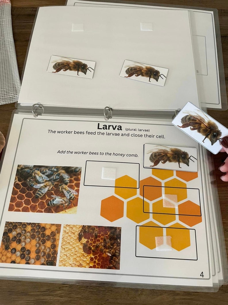 The Bee Life Cycle Digital Download Activity Learning Book for ELA ...