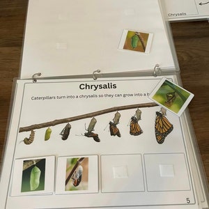 The Butterfly Life Cycle Digital Download Activity Learning Book for ...