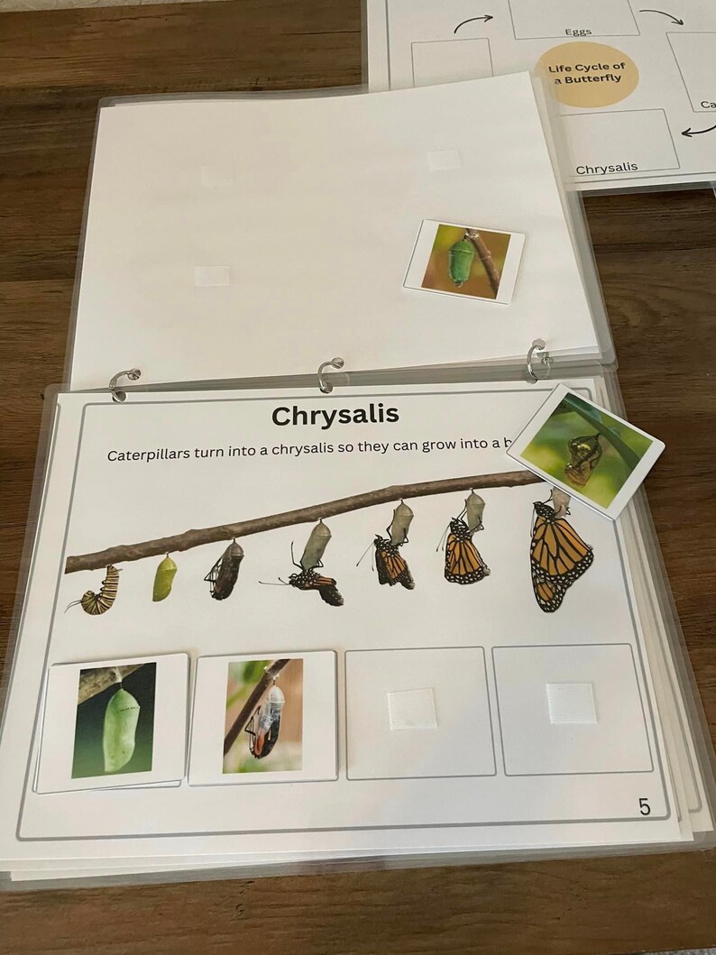 The Butterfly Life Cycle Digital Download Activity Learning Book for ...