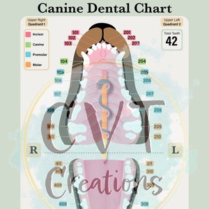 Canine Dental Chart (digital Download) - Etsy