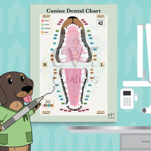 Canine Dental Chart digital Download - Etsy