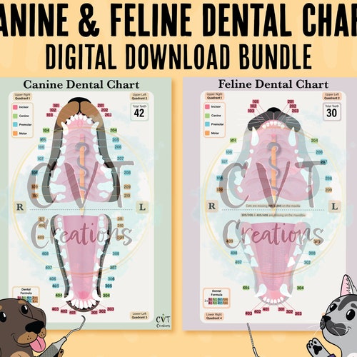 Canine AND Feline Dental Chart Study Vet Veterinary - Etsy