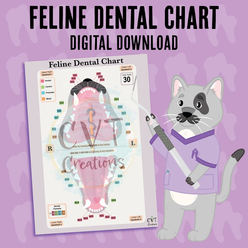 Feline Dental Chart (digital Download) - Etsy