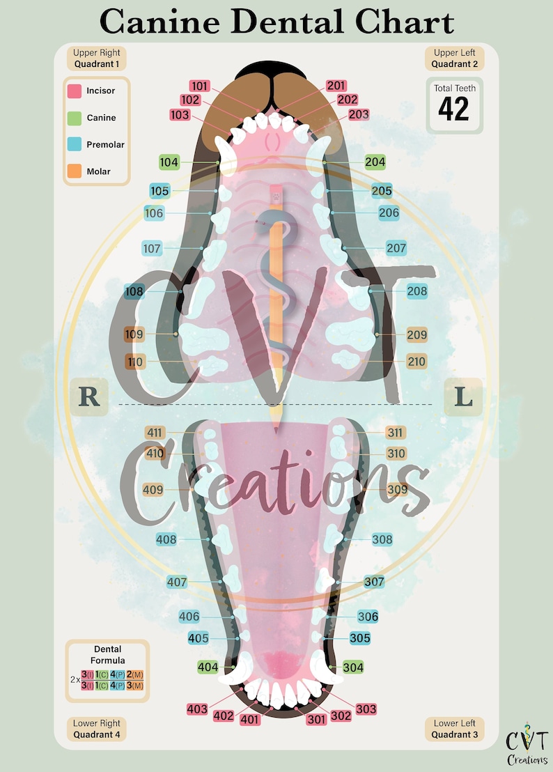 Canine Dental Chart (digital Download) - Etsy