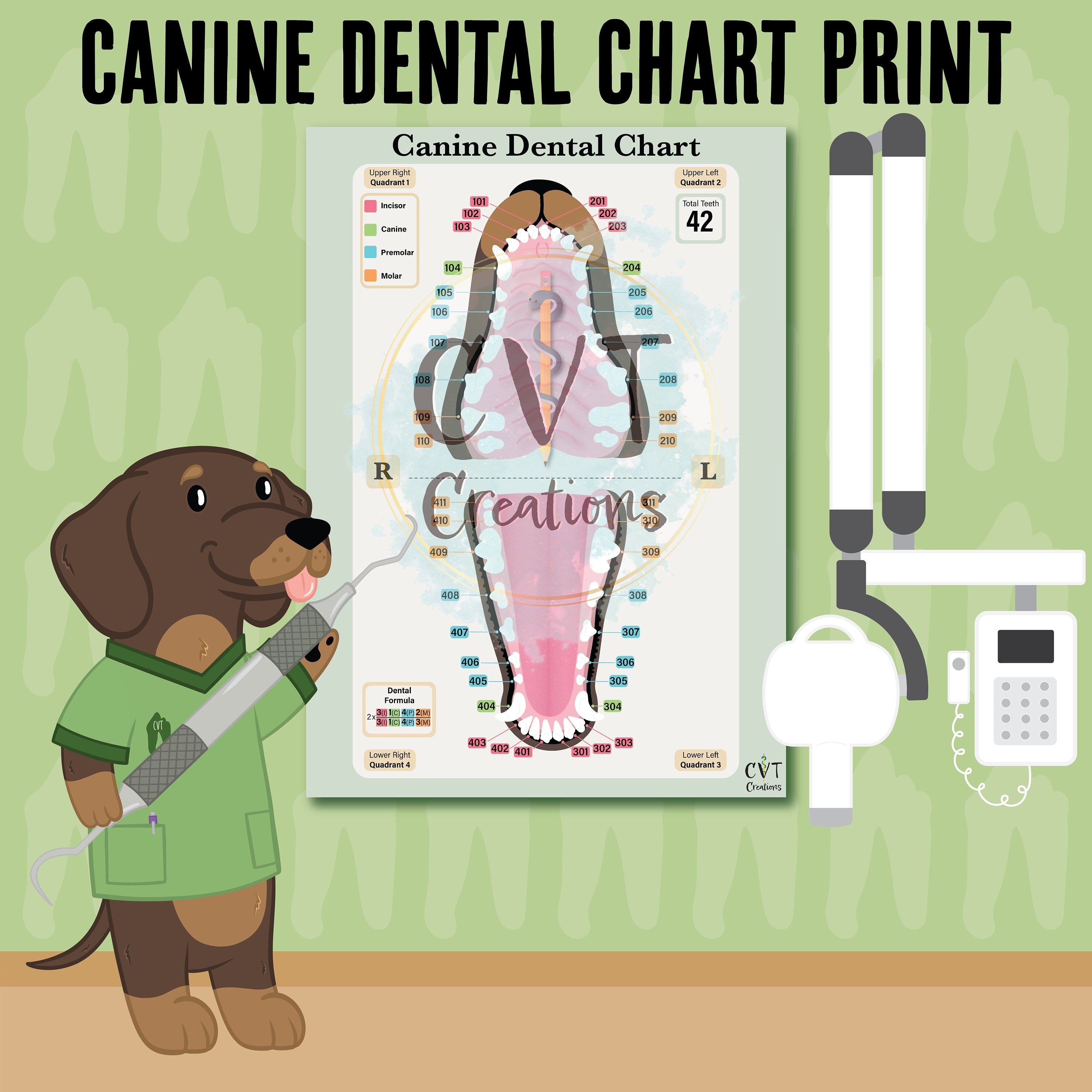 Canine Dental Chart Print - Etsy