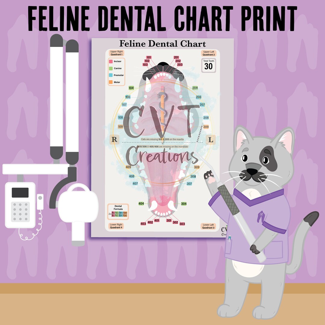 Feline Dental Chart Print - Etsy