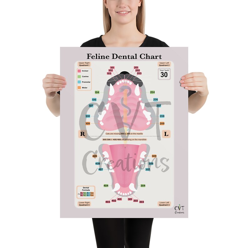 Feline Dental Chart Print - Etsy