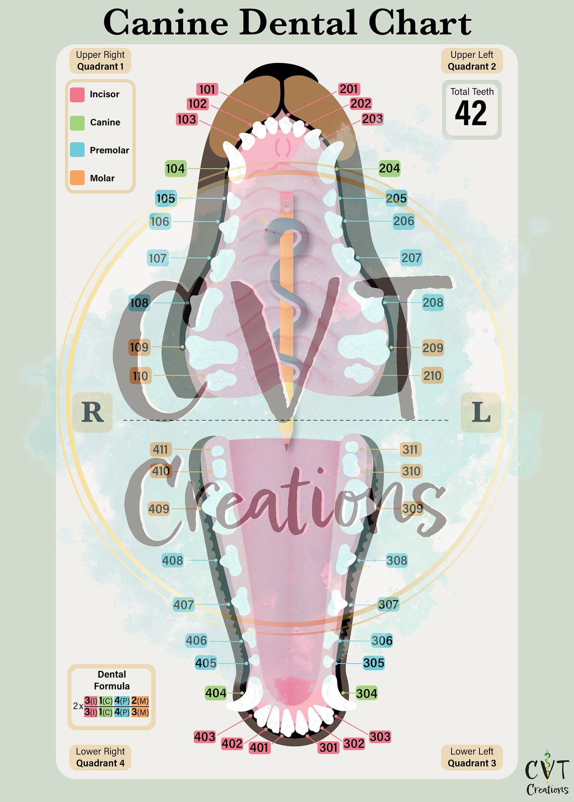 Canine & Feline Dental Chart Bundle (digital Download) - Etsy