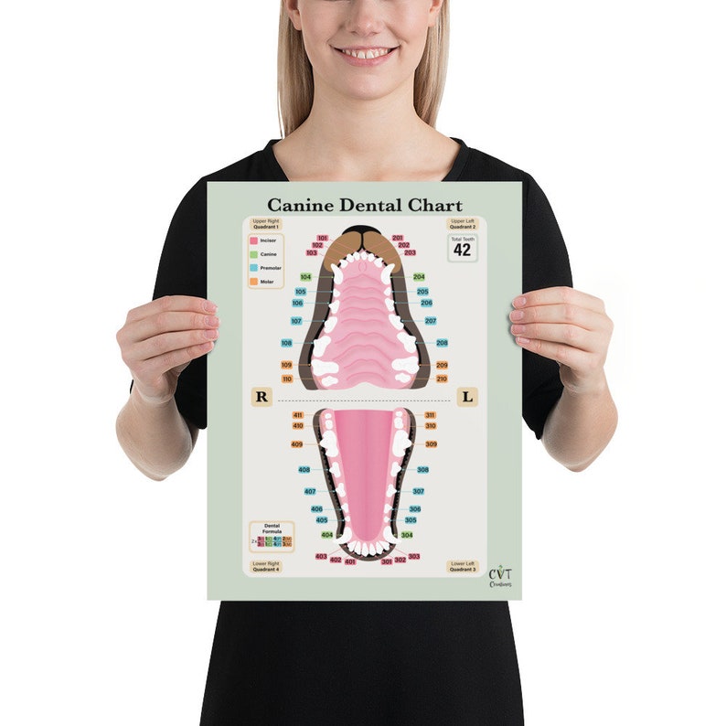 Canine Dental Chart Print - Etsy