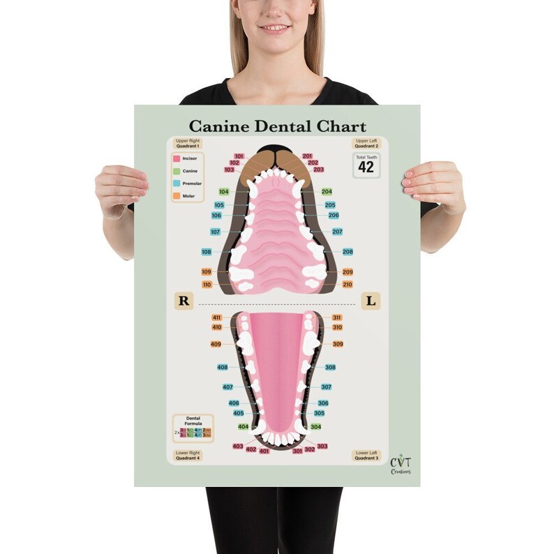 Canine Dental Chart Print - Etsy