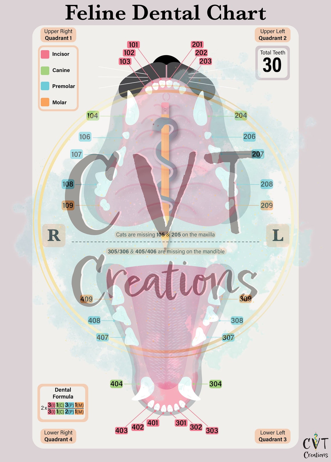 Feline Dental Chart (digital Download) - Etsy