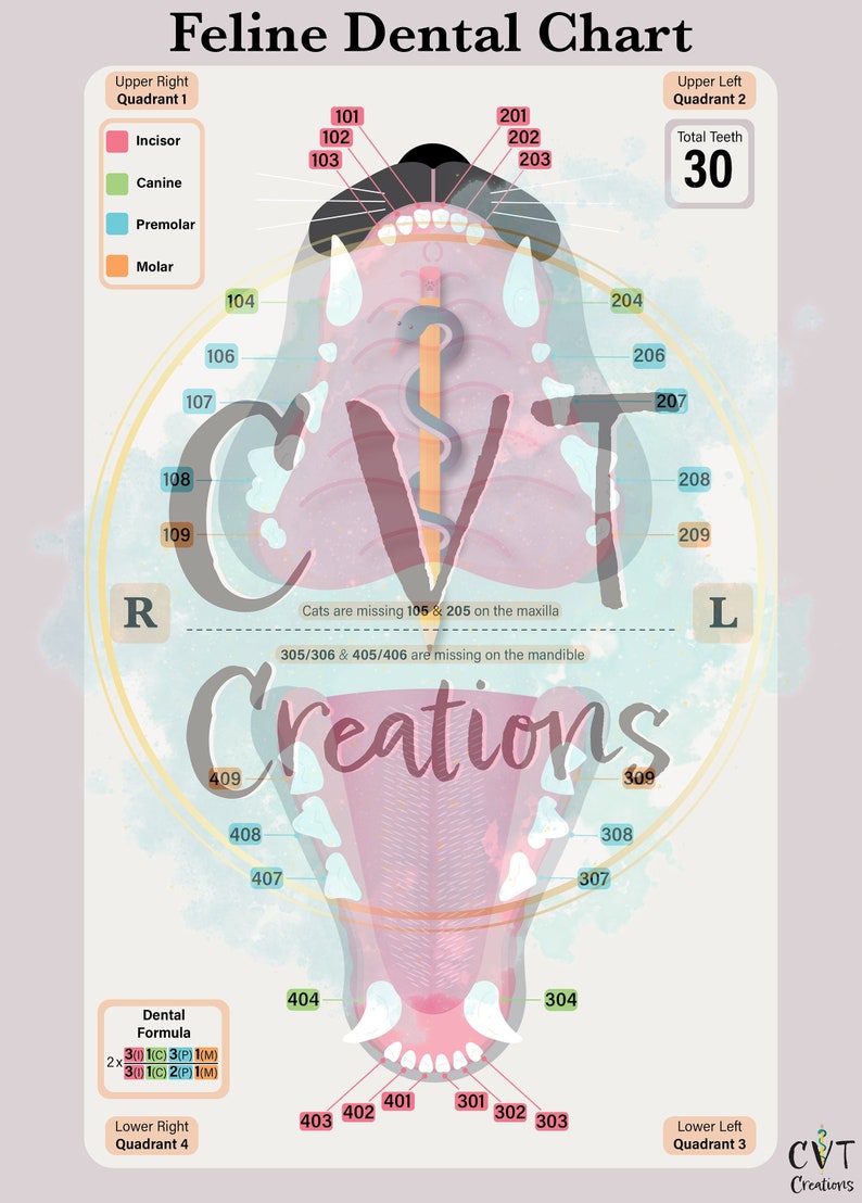 Feline Dental Chart (digital Download) - Etsy