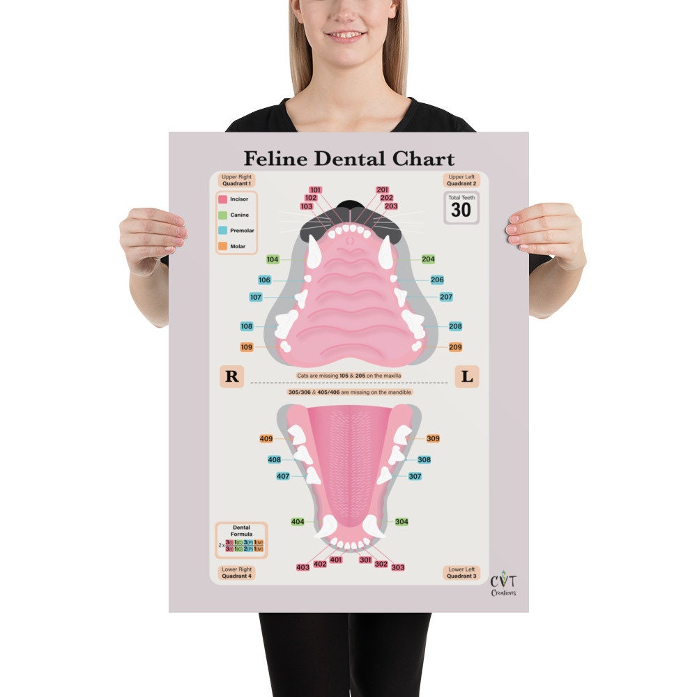 Feline Dental Chart Print - Etsy