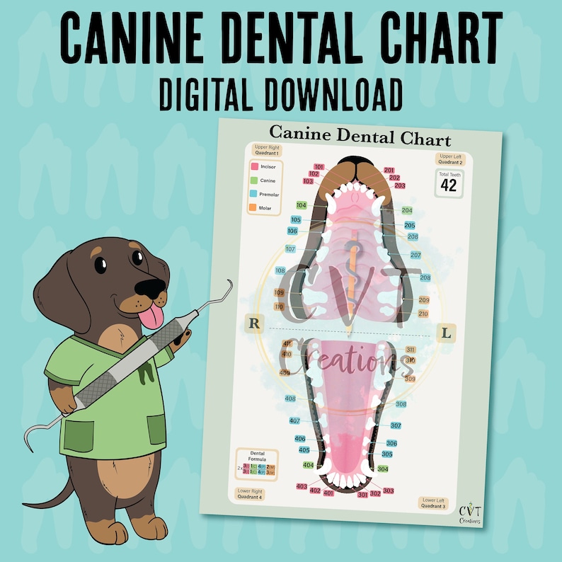 Canine Dental Chart digital Download - Etsy