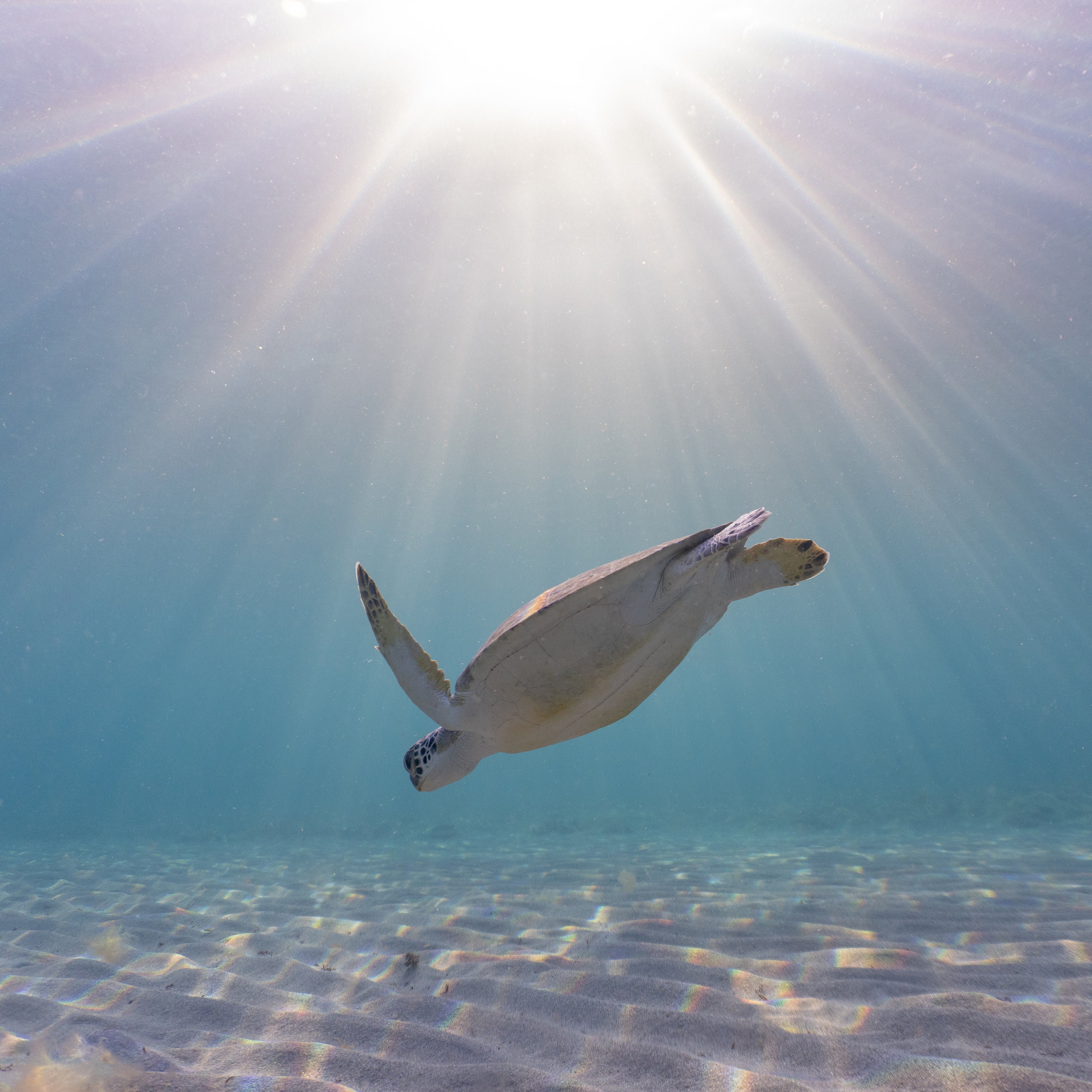 Green Sea Turtle in the Sun Rays 16x16 Metal Print - Etsy UK