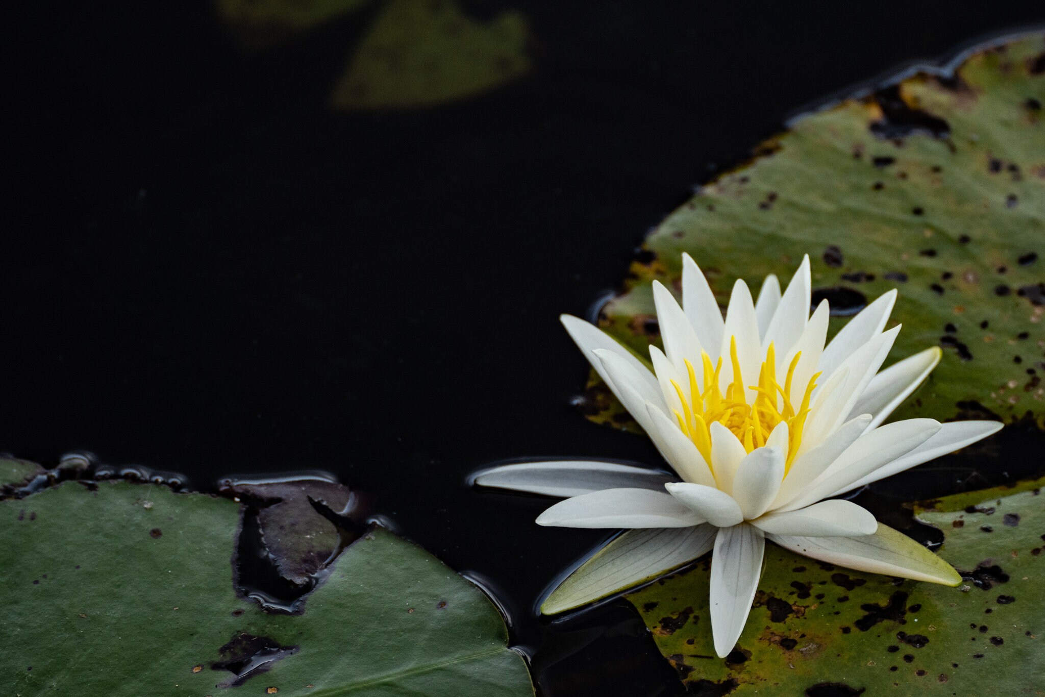 Water Lily 12x18 Metal Print - Etsy UK