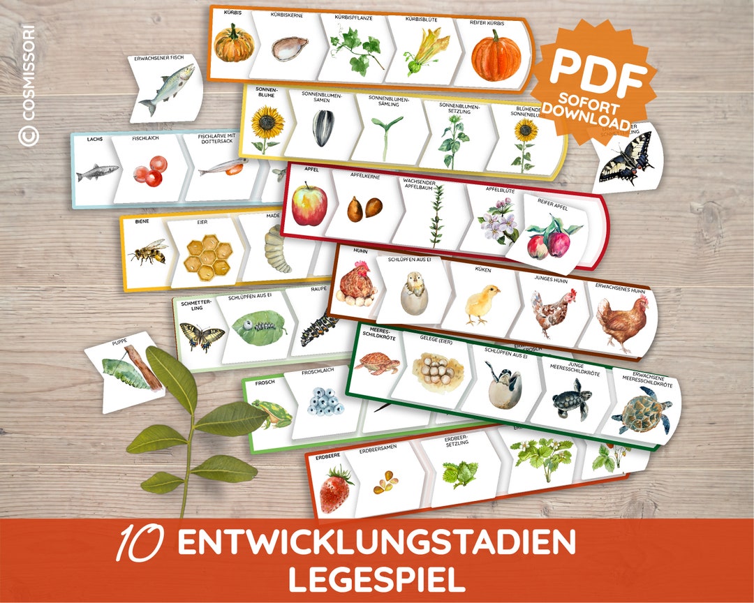 LIFE CYCLE Phases Picture Cards Montessori Learning Game Circle of Life ...