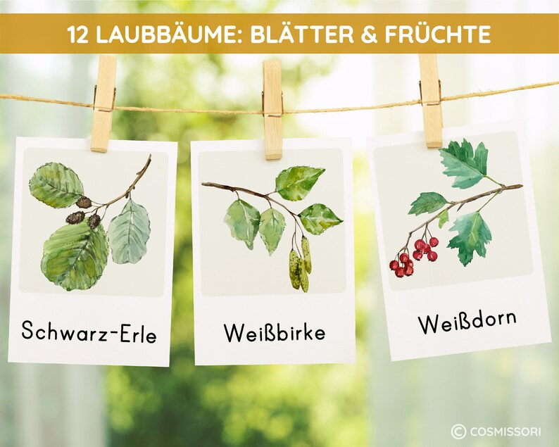 Trees: Leaf & Fruit Montessori Watercolor Picture Card Learning Card ...