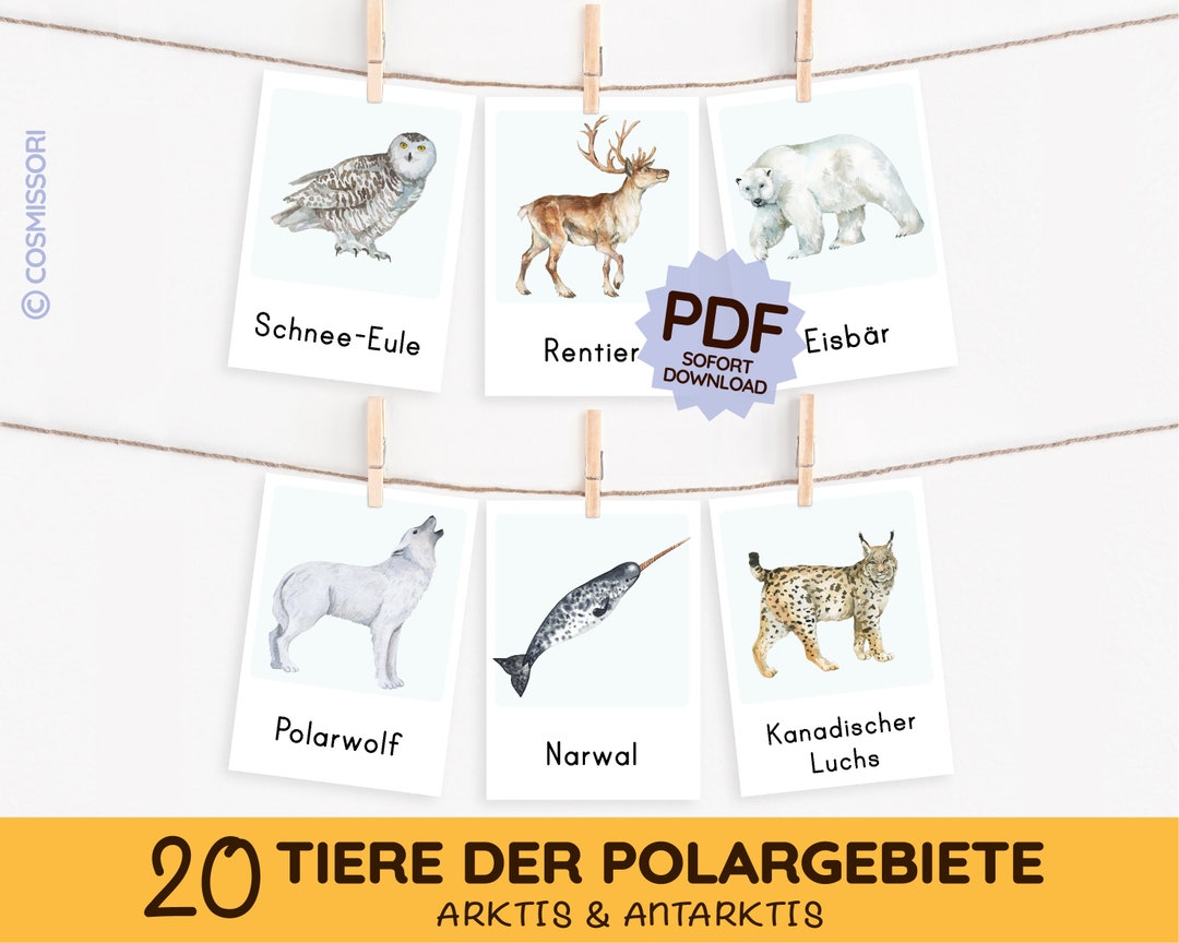 Animals of the Polar Regions ARCTIC ANTARCTIC Montessori Flash Cards ...