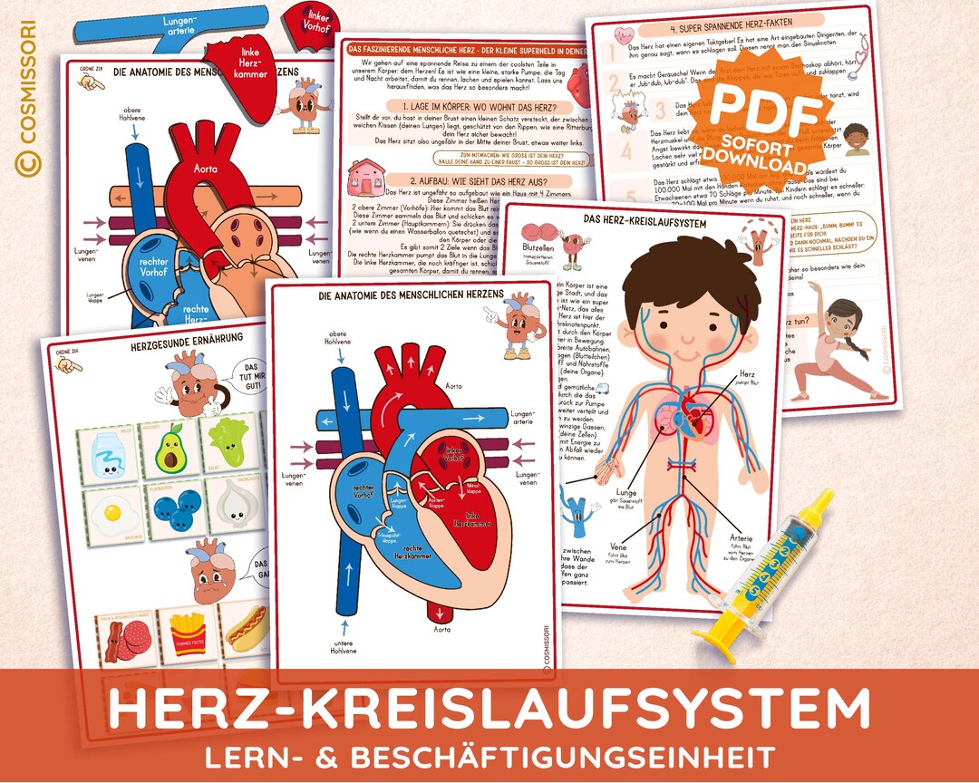 ANATOMY HEART Circulation Montessori Activity Child Learning Game ...