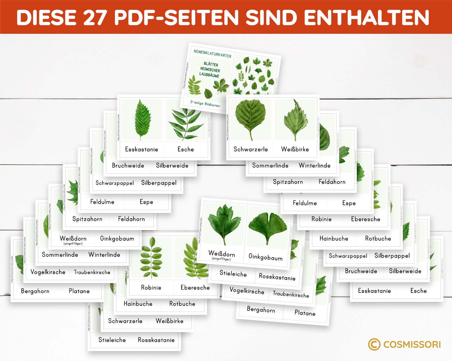 LEAVES Montessori Picture Cards Native Trees Deciduous Trees Forest ...