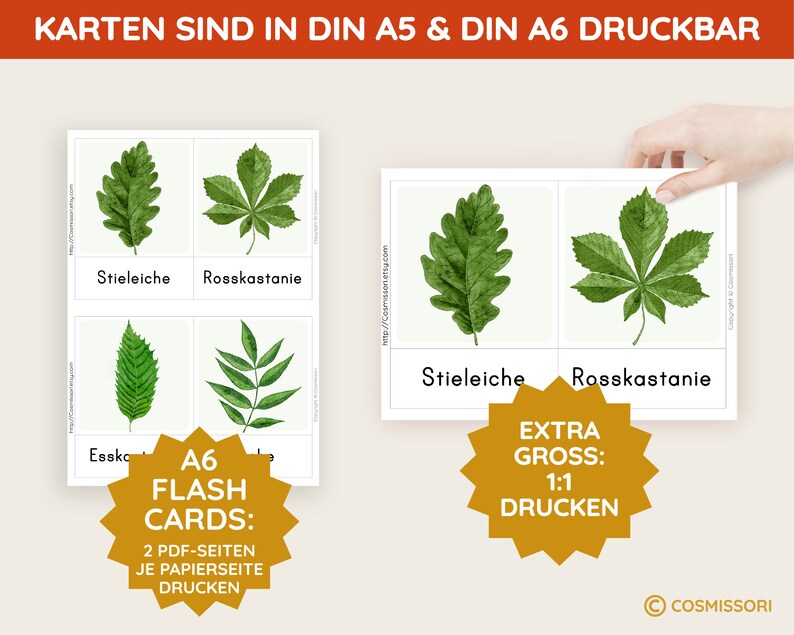 LEAVES Montessori Picture Cards Native Trees Deciduous Trees Forest ...