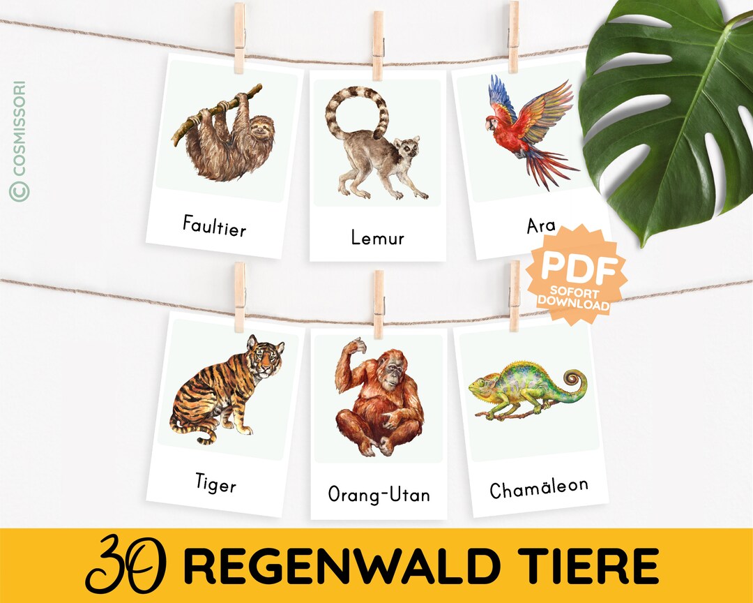 Jungle Animals Rainforest Tropics Montessori Watercolor Picture Card ...