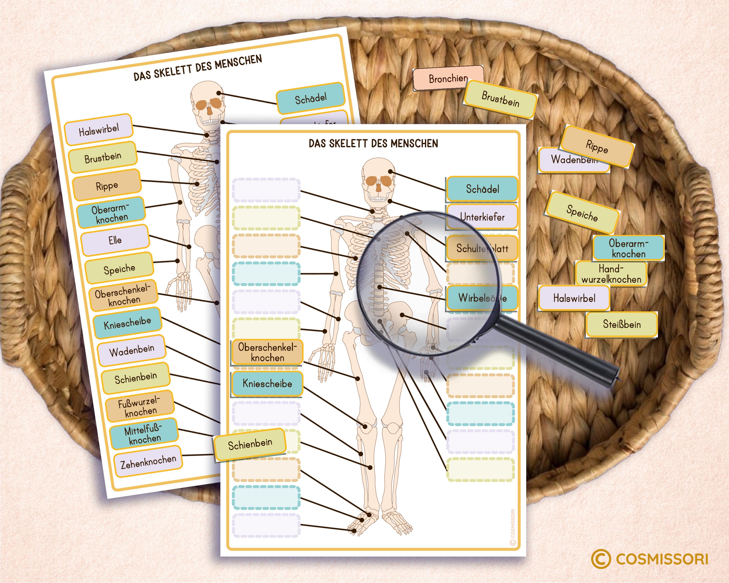 SKELETON BONES Anatomy Montessori Activity Material PDF Human Skeleton ...