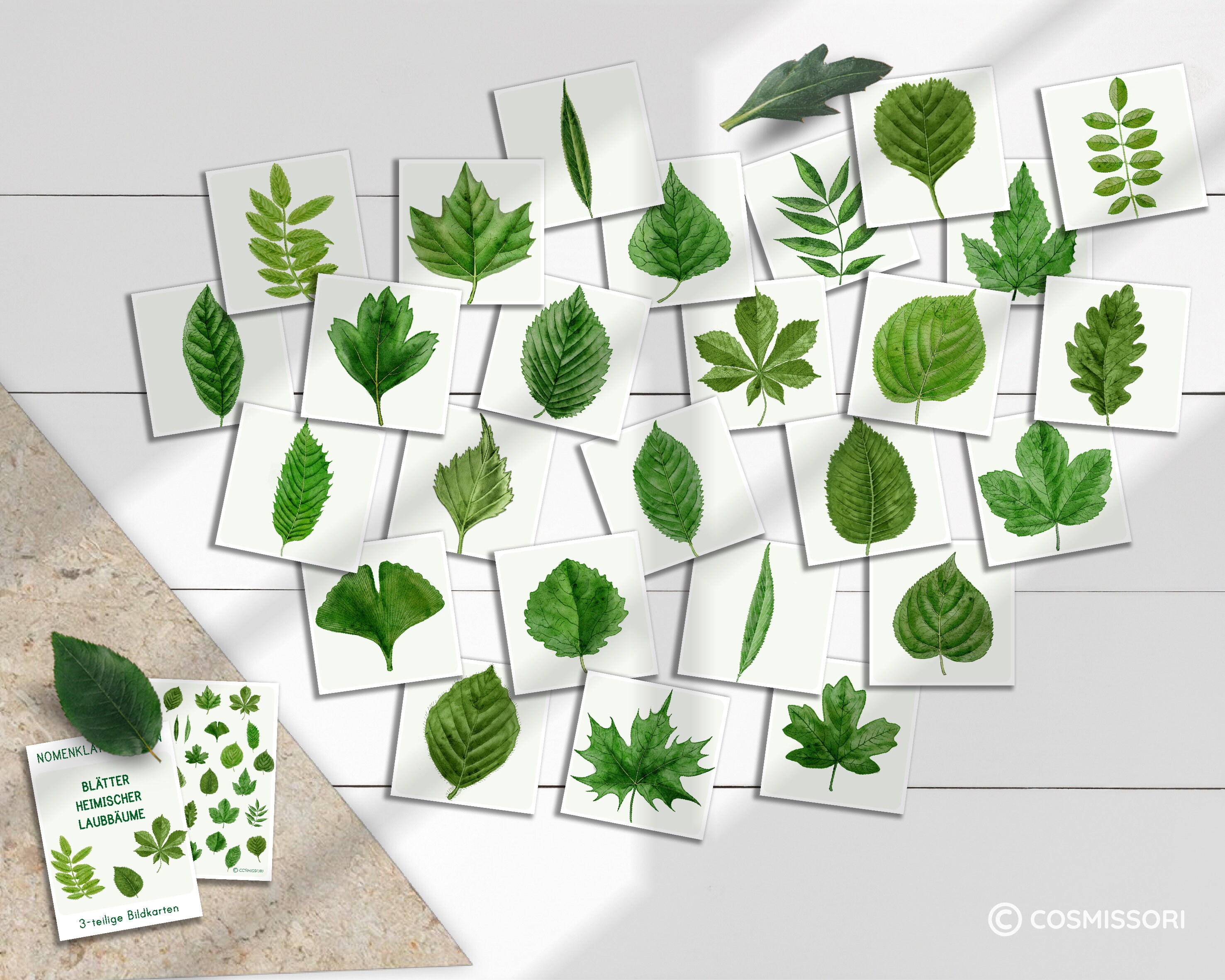 LEAVES Montessori Picture Cards Native Trees Deciduous Trees Forest ...