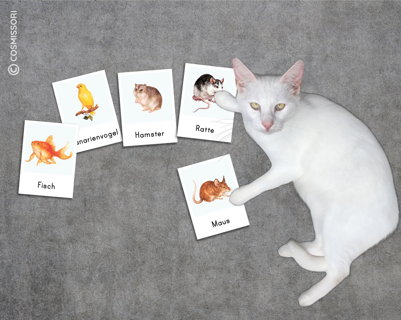 PETS Montessori Picture Cards Watercolor Learning Cards Small Animal ...
