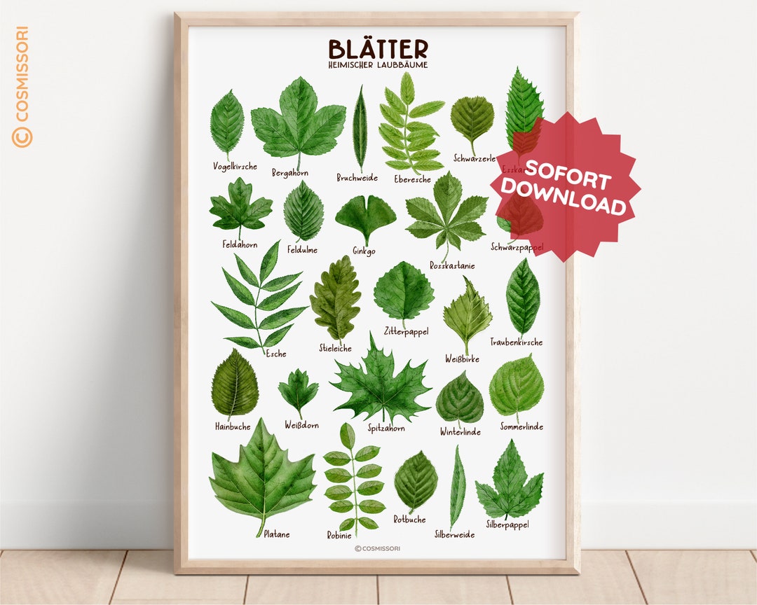 LEAVES POSTER Native Deciduous Trees Forest Leaf Wall Art Playroom ...