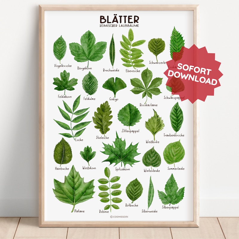 Deciduous Forest Poster - Etsy UK