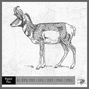 Pronghorn Vector Bundle 1 Eps / Ai / Svg / Pdf / Png Antelope Buck - Etsy
