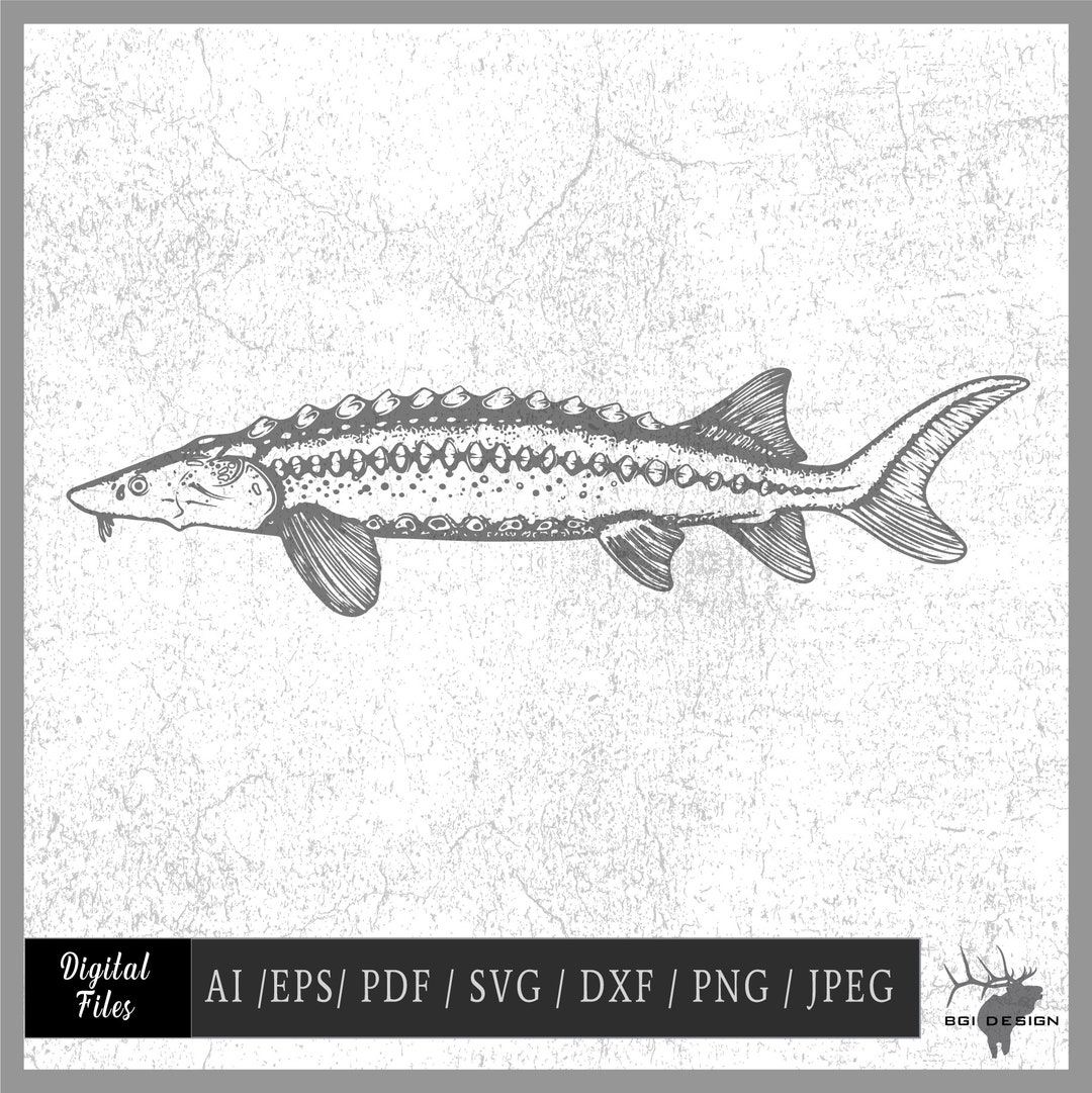 Sturgeon 01 Vector Eps / Ai / Svg / Dxf / Jpeg / Pdf / Png Fish Fishing ...