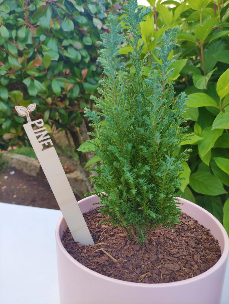 Plant and Garden Markers, Vegetable Garden Signs, Plant Identifiers ...