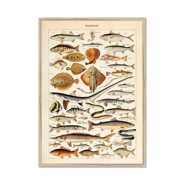 Vintage Fish Poster - Etsy