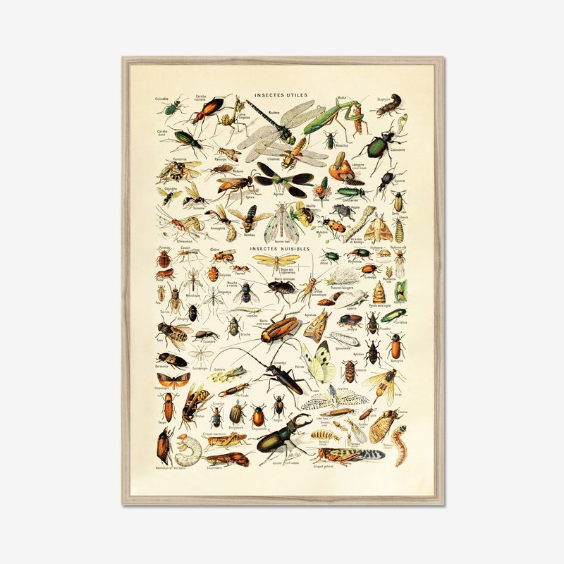 Insect Poster - Etsy