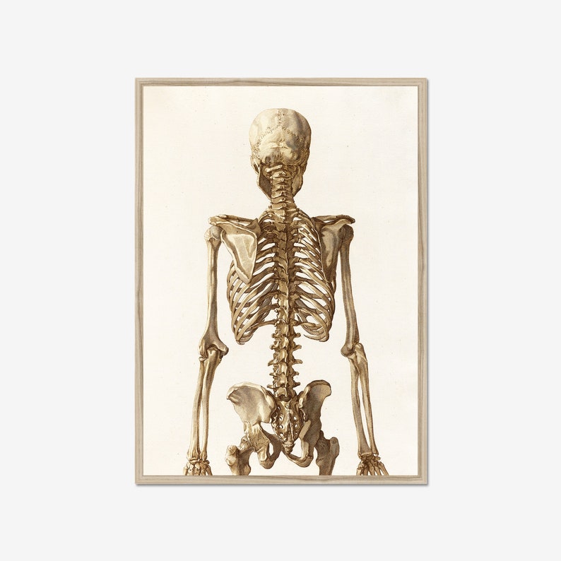 Skeleton Art, Anatomy Chart, Vintage Poster, Anatomy Poster - Etsy