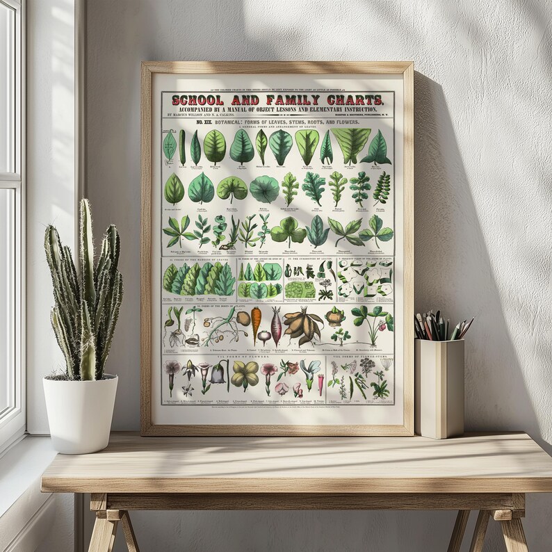 Botanical Poster, Flower and Leaves Print, Educational Poster - Etsy