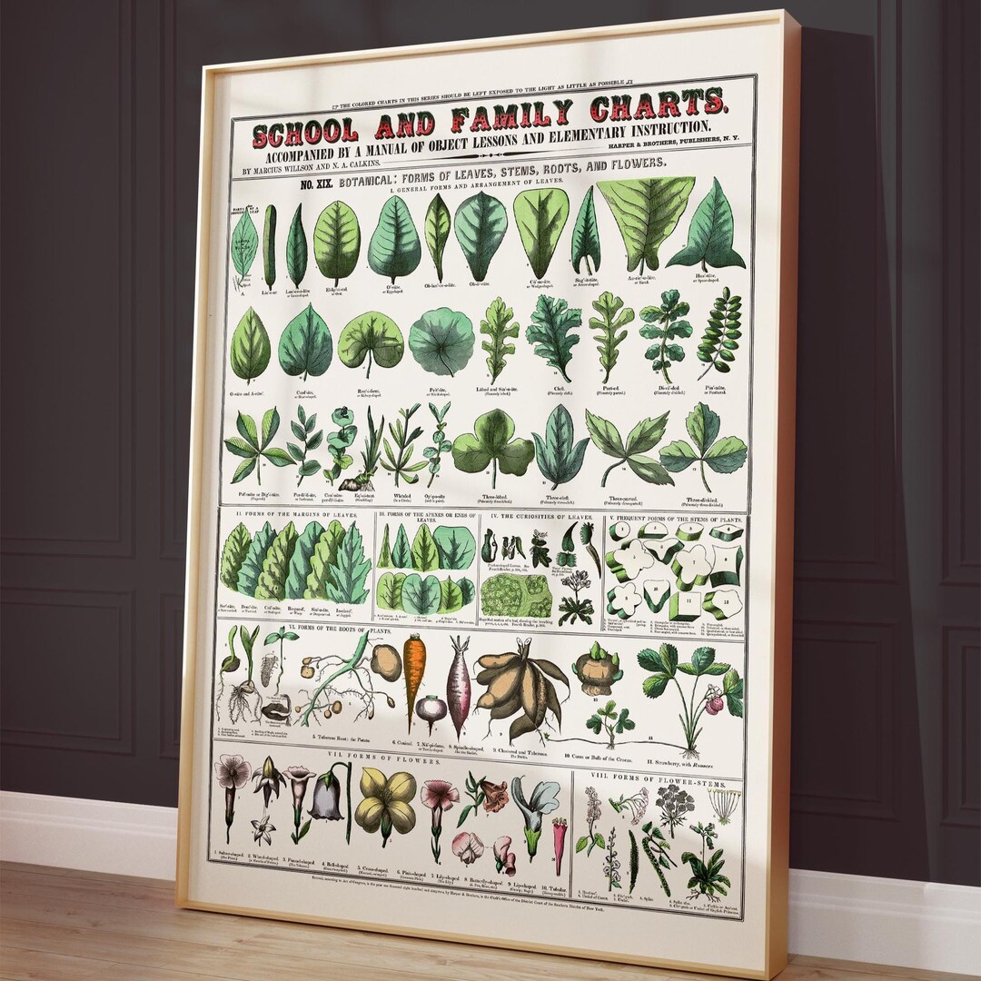 Botanical Poster, Flower and Leaves Print, Educational Poster - Etsy