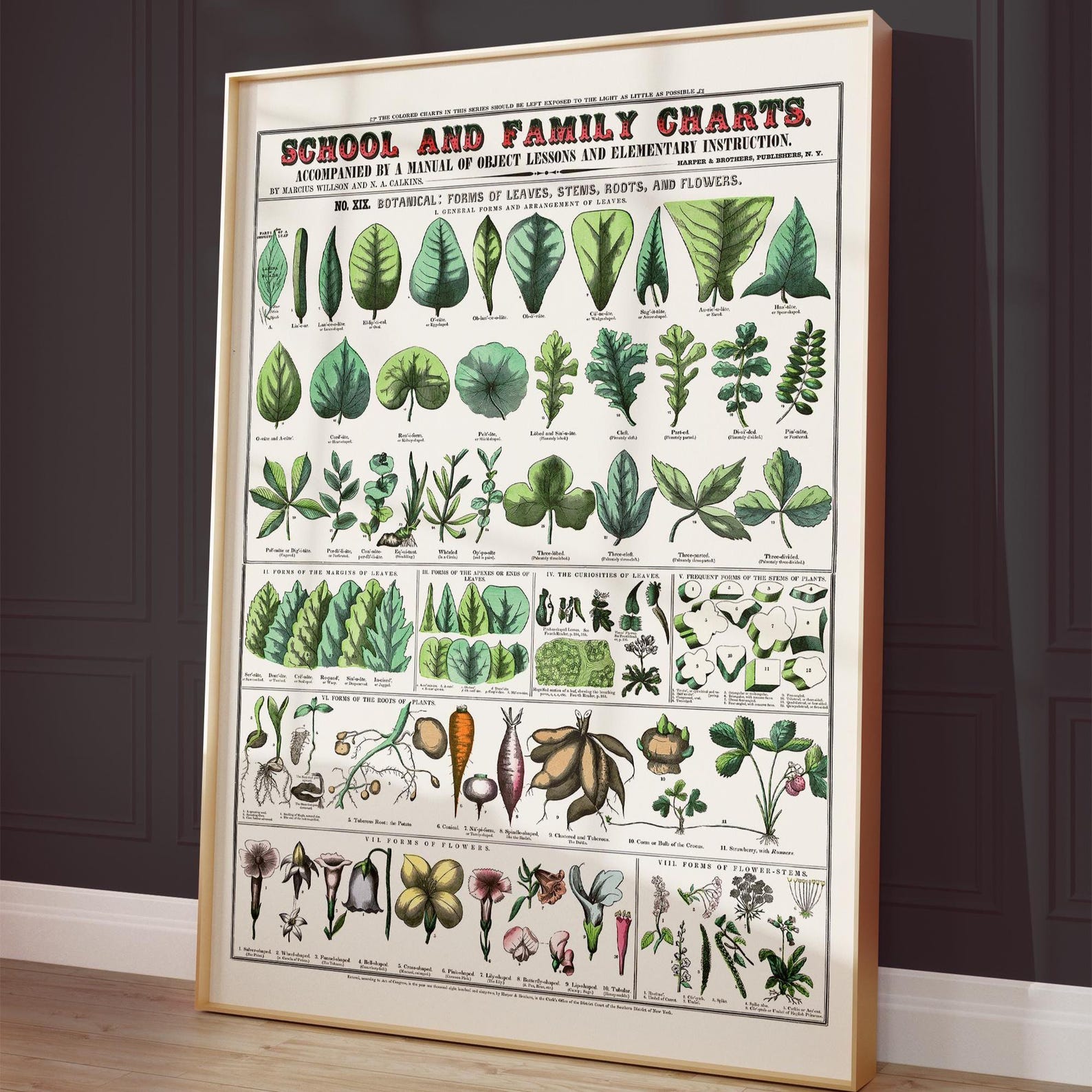 Botanical Poster, Flower and Leaves Print, Educational Poster - Etsy