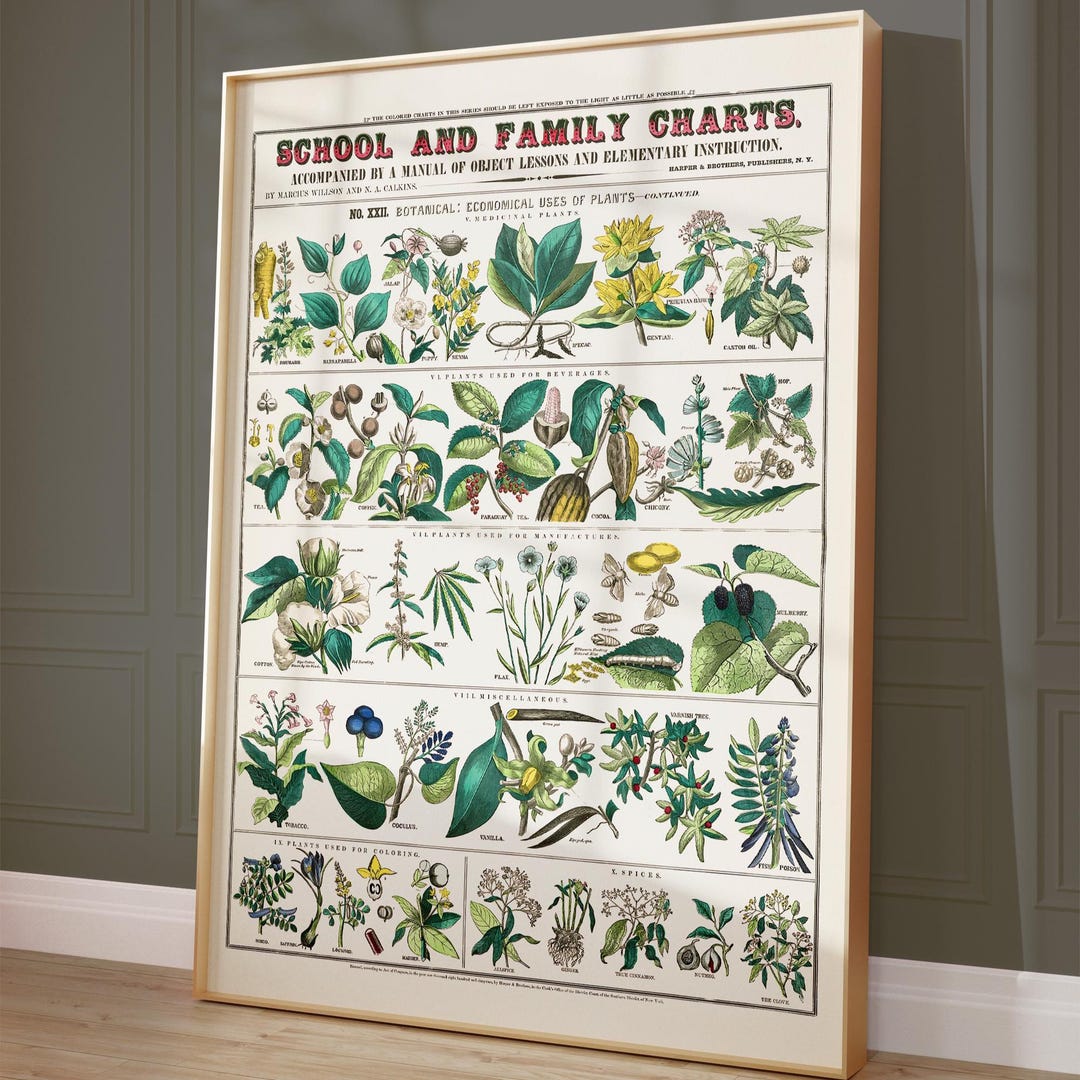 Botanical Print, Medicinal Plants Poster, Educational Chart, Spices ...