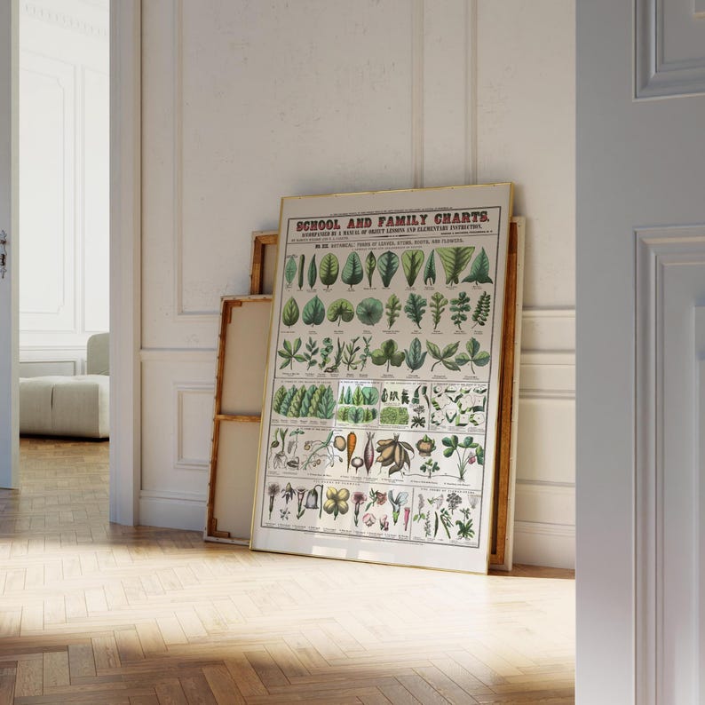 Botanical Poster, Flower and Leaves Print, Educational Poster - Etsy