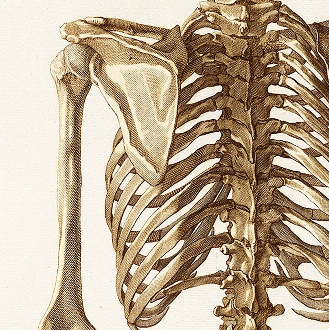 Skeleton Art Anatomy Chart Vintage Poster Anatomy Poster - Etsy UK